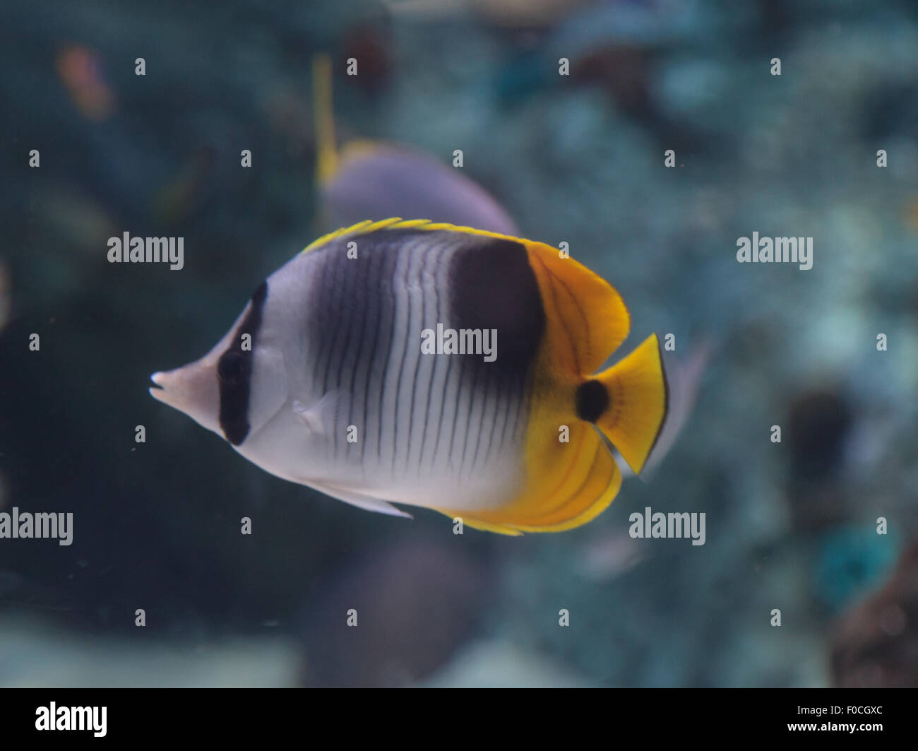 Threadfin butterflyfish, Chaetodon auriga, is a yellow, white and black ...