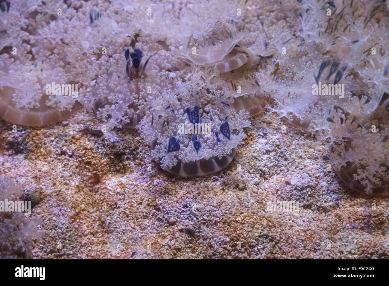 Upside down jellyfish, Cassiopea, can be seen in Florida and the ...