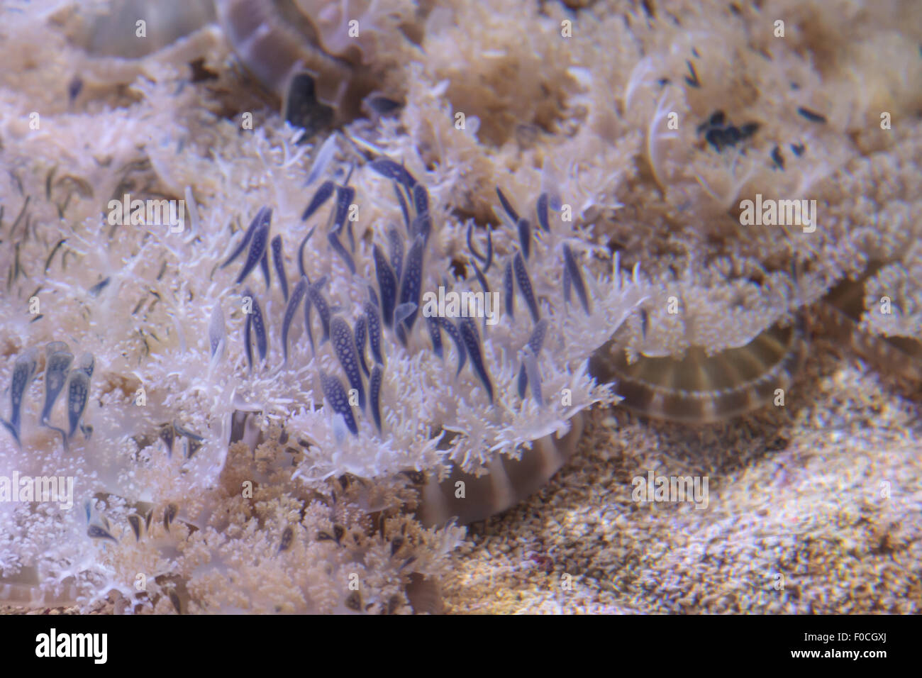 Upside down jellyfish, Cassiopea, can be seen in Florida and the ...