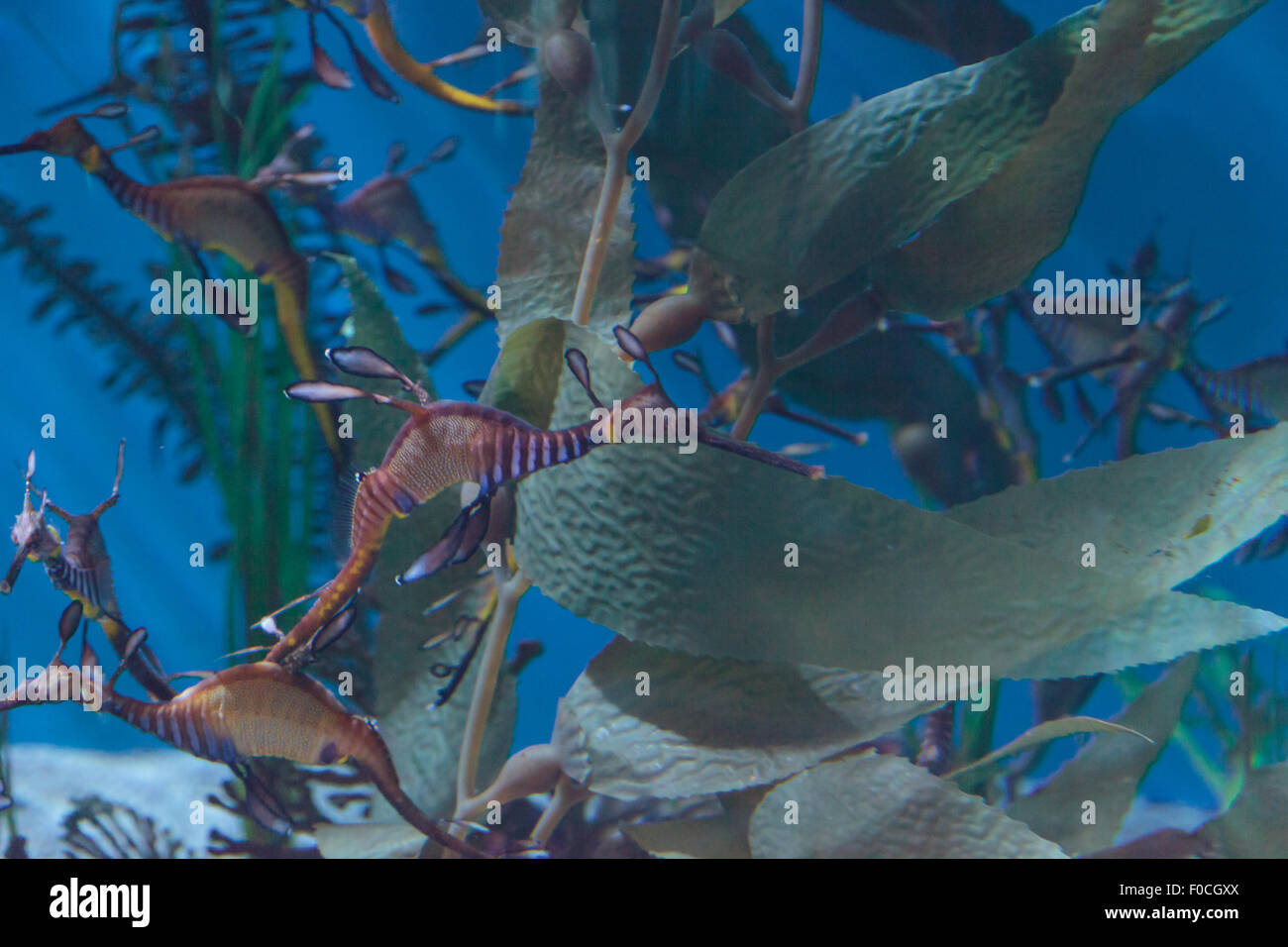 Weedy seadragon, Phyllopteryx taeniolatus, are red, yellow and purple ...