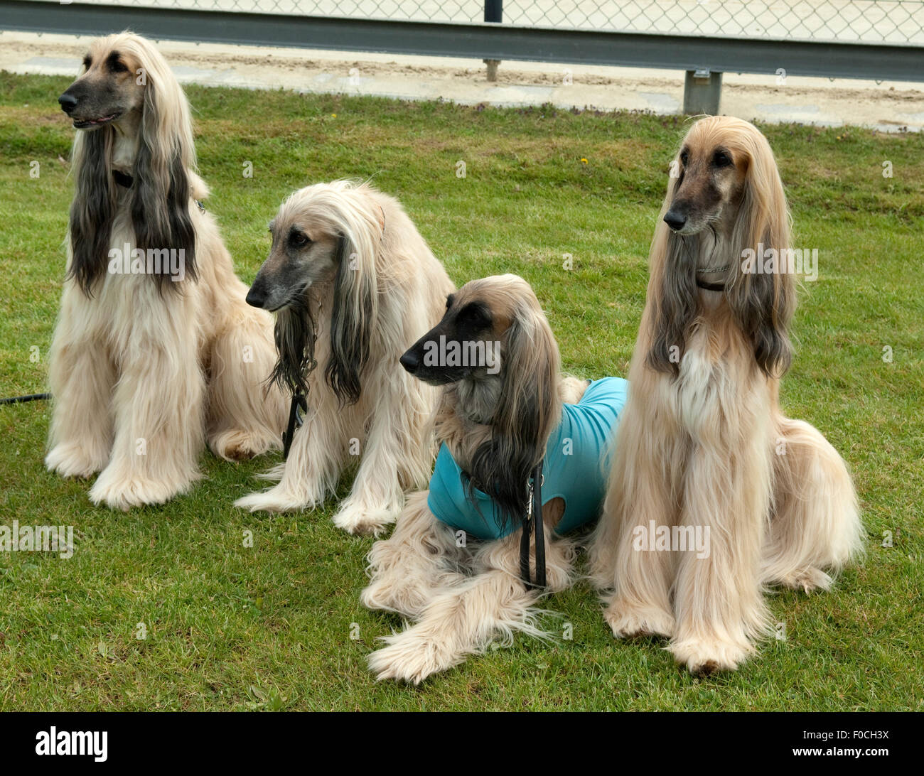 Afghane; Afghanischer; Windhund; Hund Stock Photo - Alamy