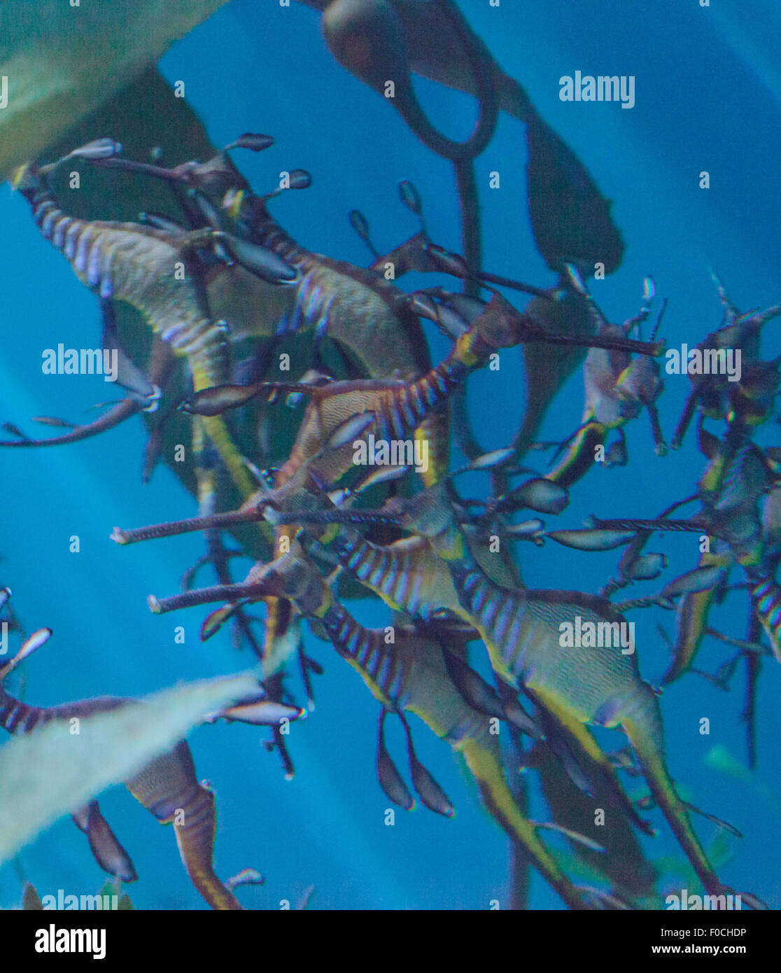 Weedy seadragon, Phyllopteryx taeniolatus, are red, yellow and purple ...