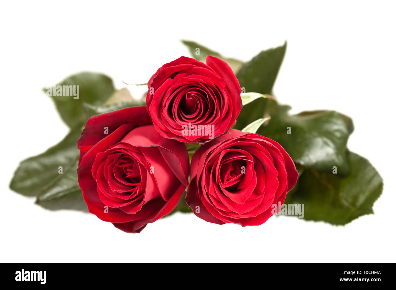 three red roses on white Stock Photo - Alamy