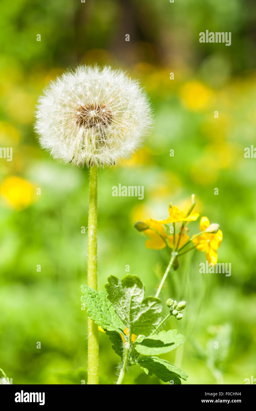 one big dandelion on green grass background Stock Photo - Alamy