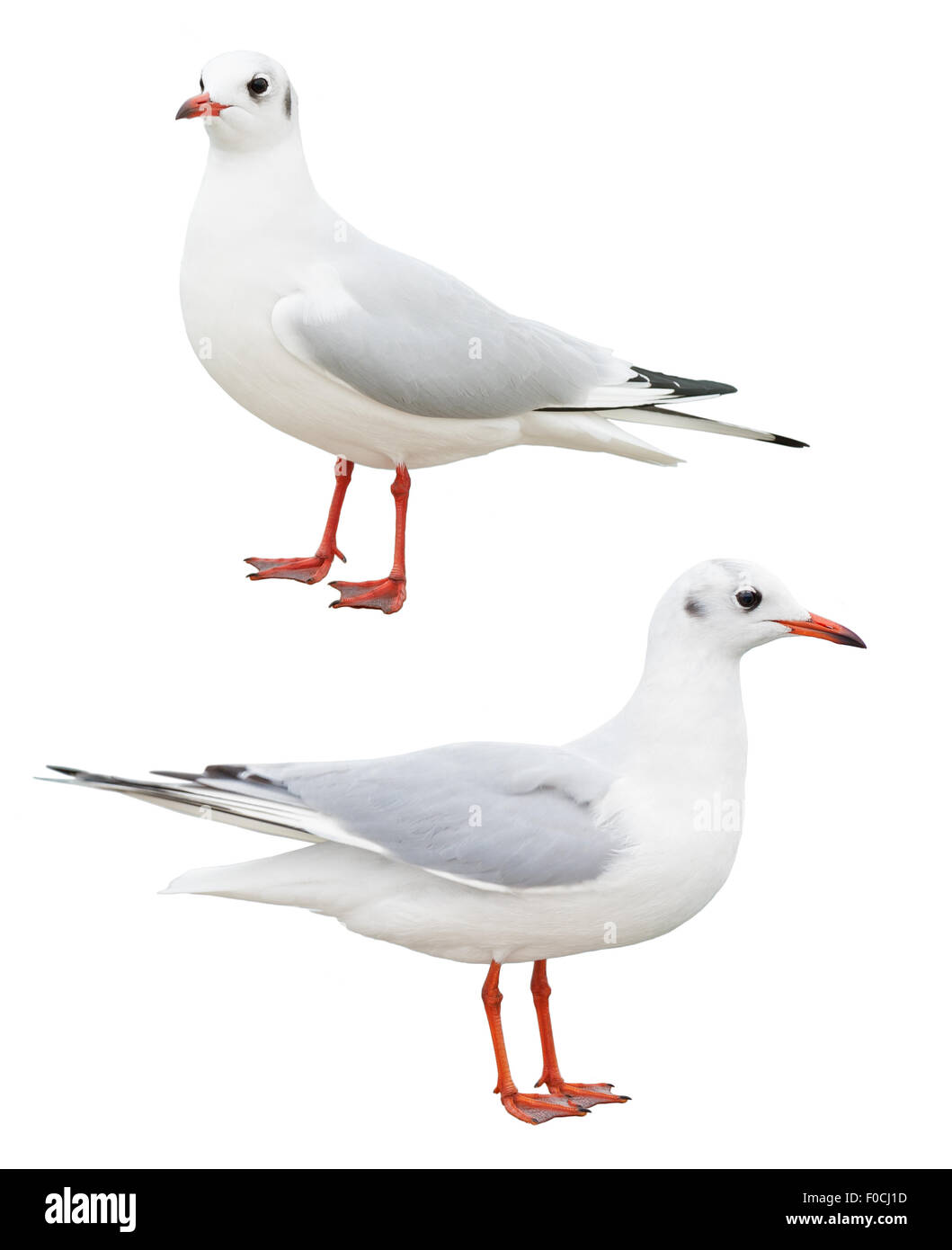 white bird seagull isolated Stock Photo - Alamy