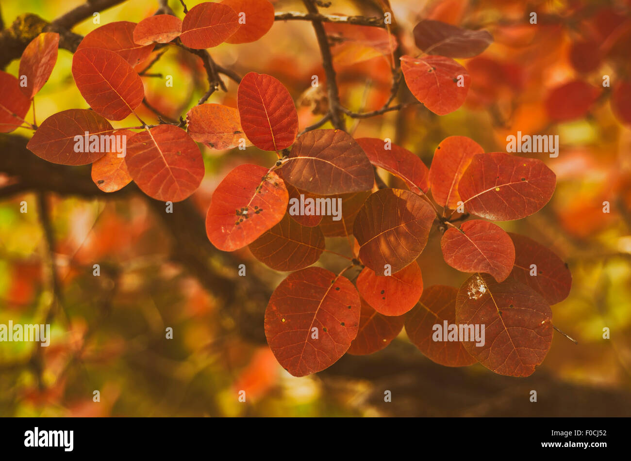 Autumn tree branch Stock Photo - Alamy