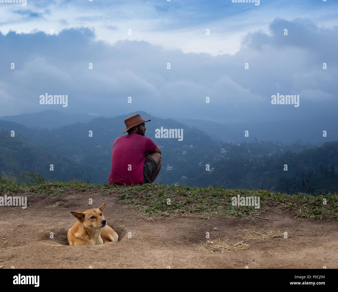 Dog in a garden Stock Photo - Alamy