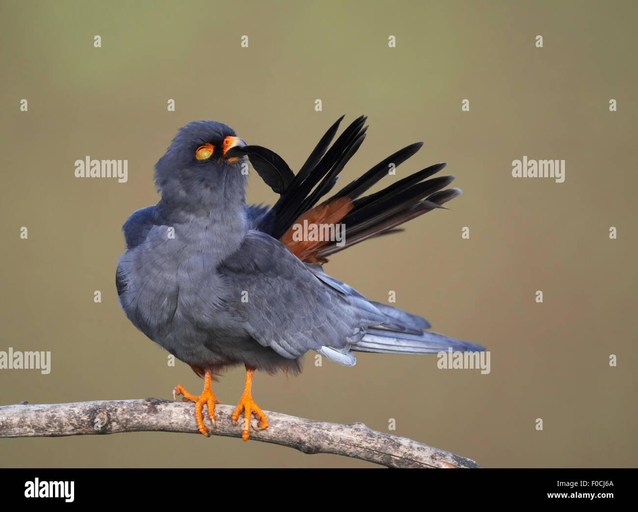 Red-footed Falcon (Falco vespertinus) preening tail feather, Hungary ...