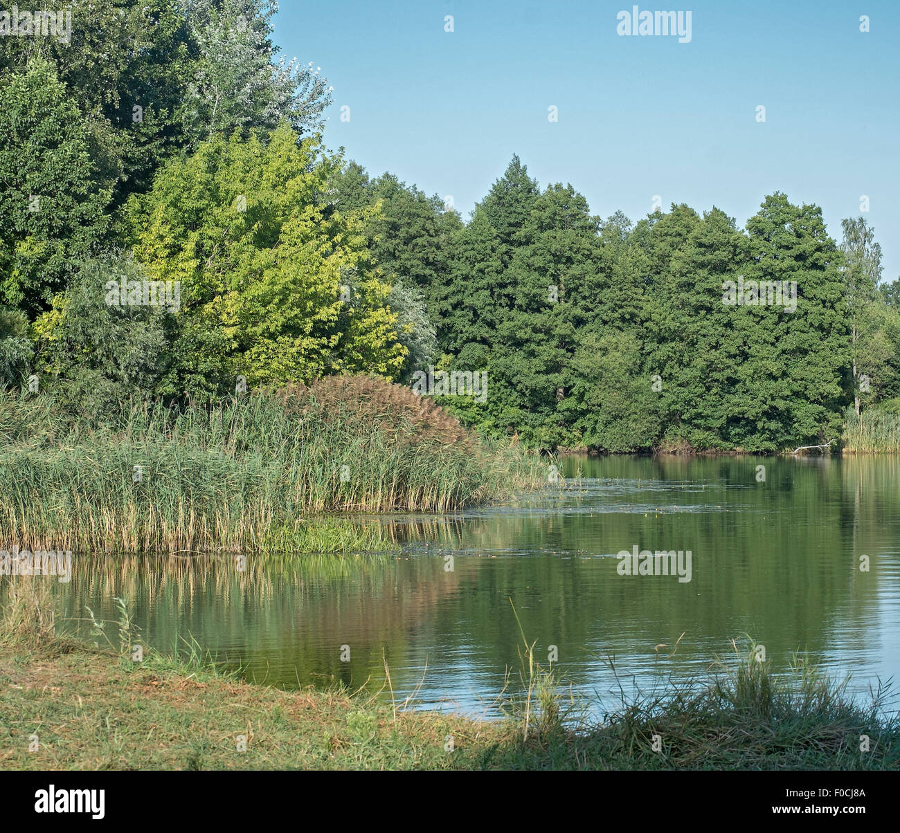 Reed riverside hi-res stock photography and images - Alamy