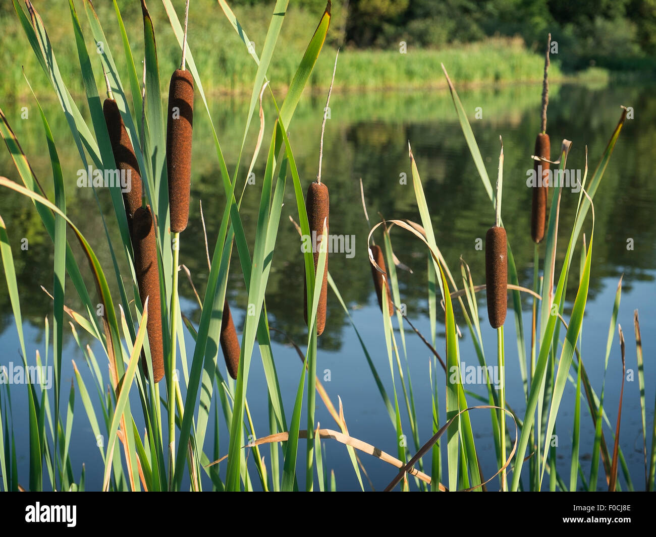 Light brown cane hi-res stock photography and images - Alamy