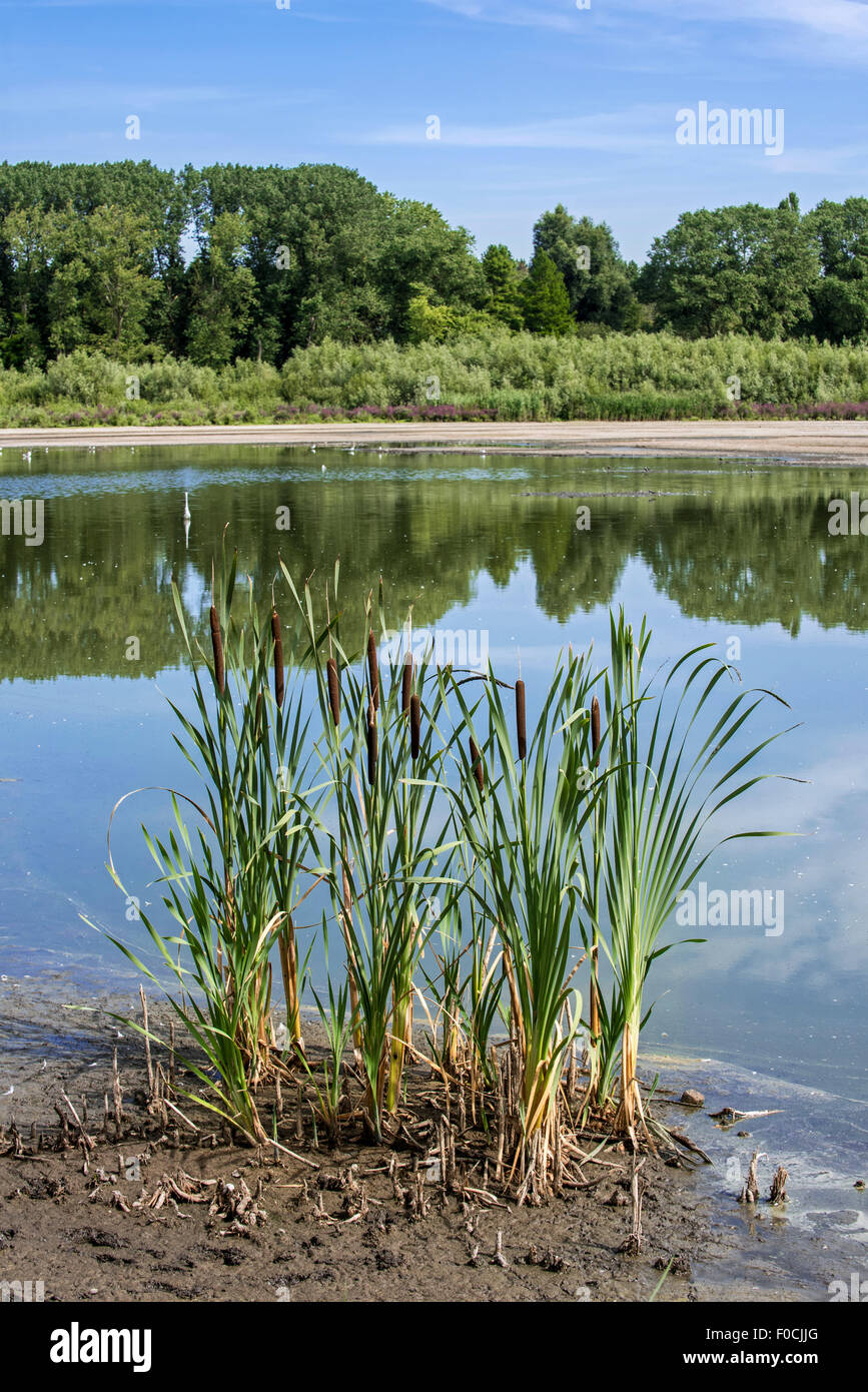 Common bulrush / broadleaf cattail / common cattail (Typha latifolia ...