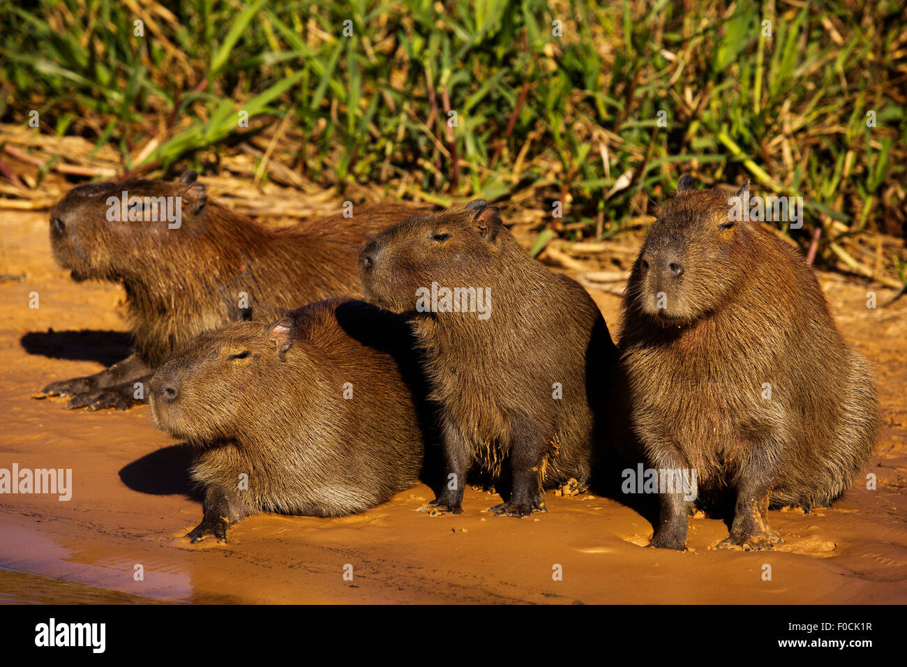 Capybara hi-res stock photography and images - Alamy