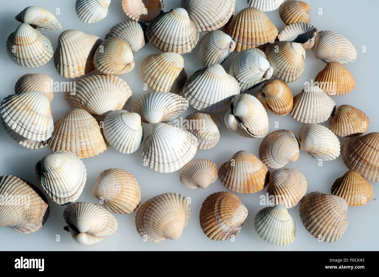 Herzmuschel, Cerastoderma, edule Stock Photo - Alamy