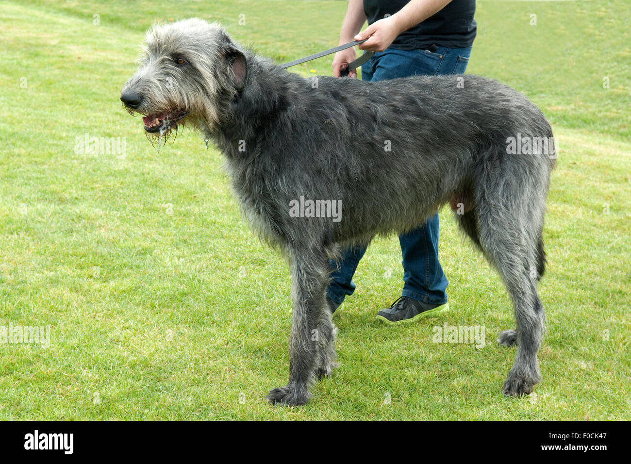 Irischer wolfshund hi-res stock photography and images - Alamy