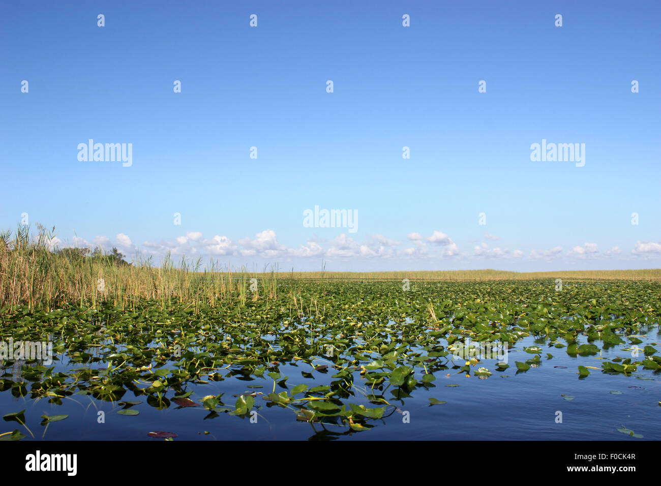 Beautiful scenery of lake in Everglades, Florida Stock Photo - Alamy