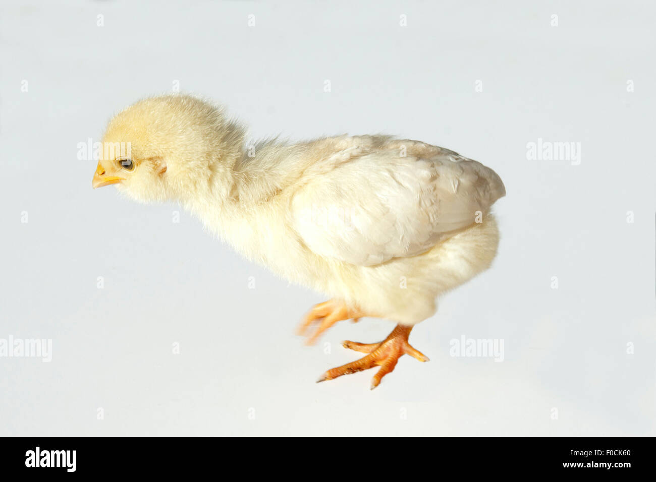 Huehnerkueken Stock Photos & Huehnerkueken Stock Images - Alamy