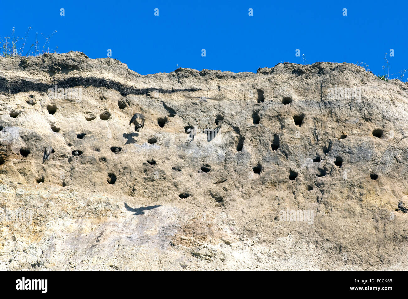 Kuestenschwalbe hi-res stock photography and images - Alamy