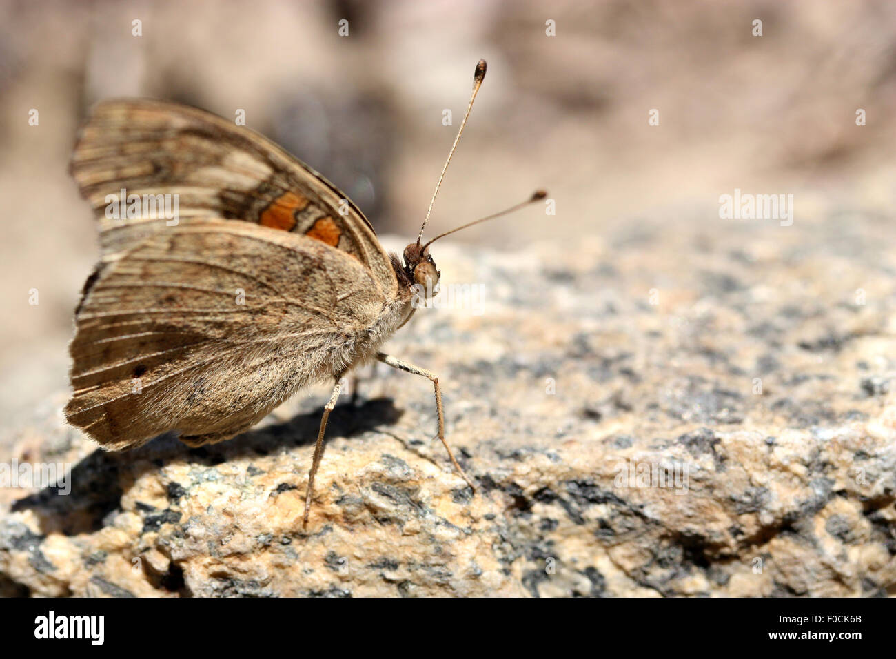 Buckeye Butterfly on the rock Stock Photo - Alamy