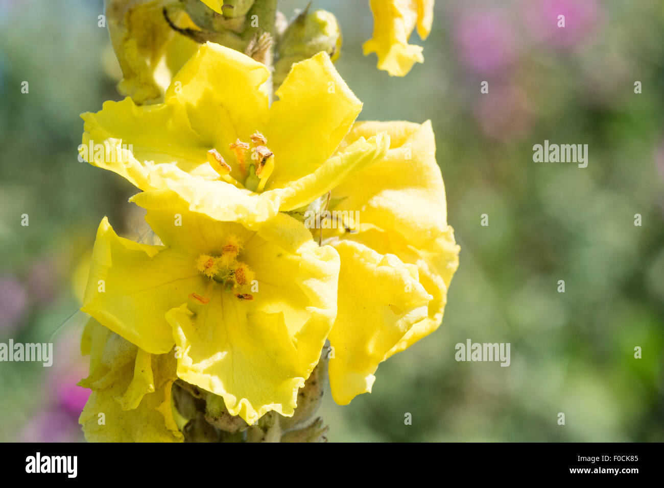 Group Of Mullein High Resolution Stock Photography and Images - Alamy
