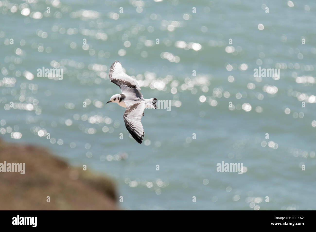 Flying juvenile Kittiwake over the sea Stock Photo - Alamy