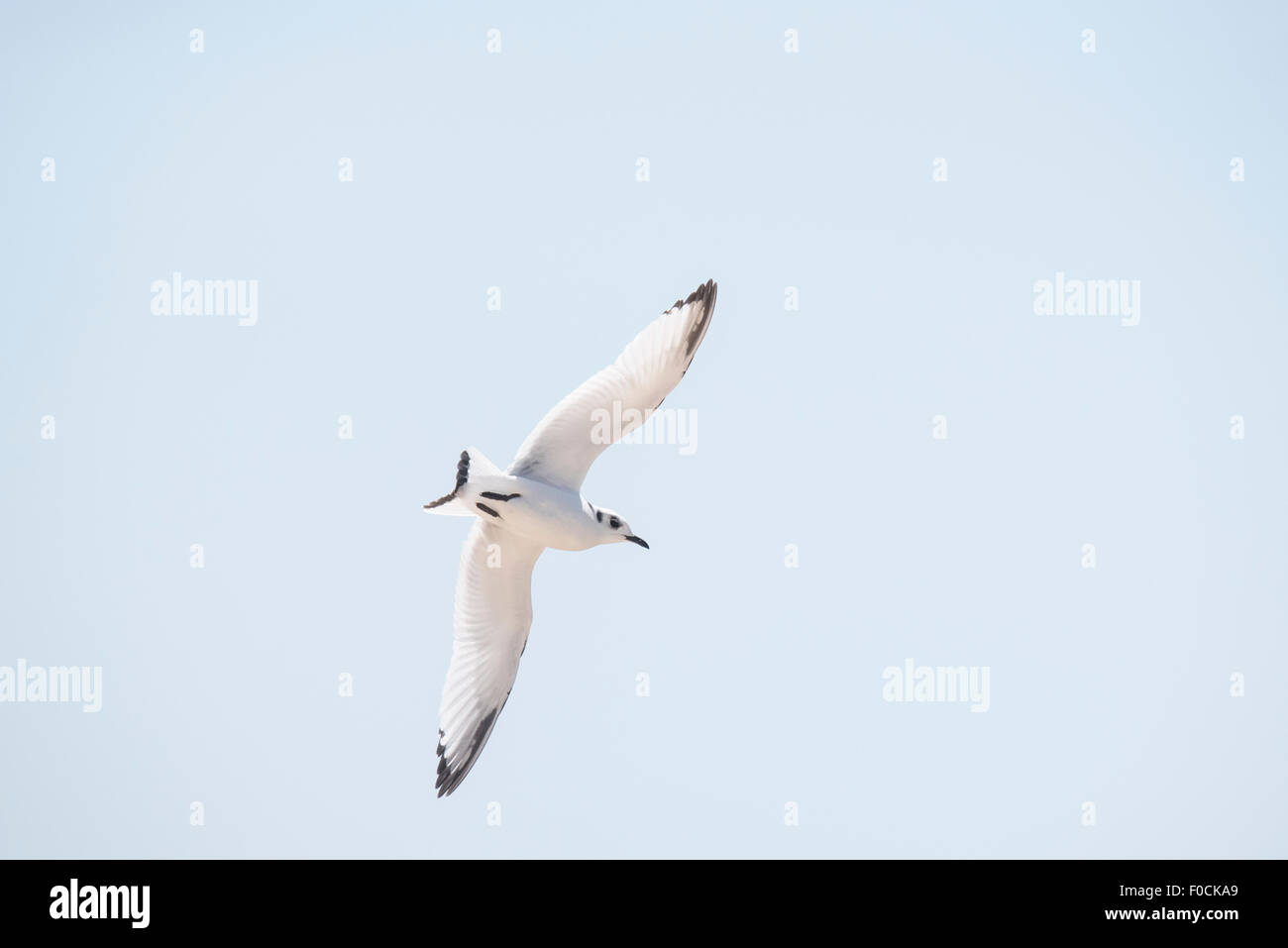 Juvenile kittiwake hi-res stock photography and images - Alamy