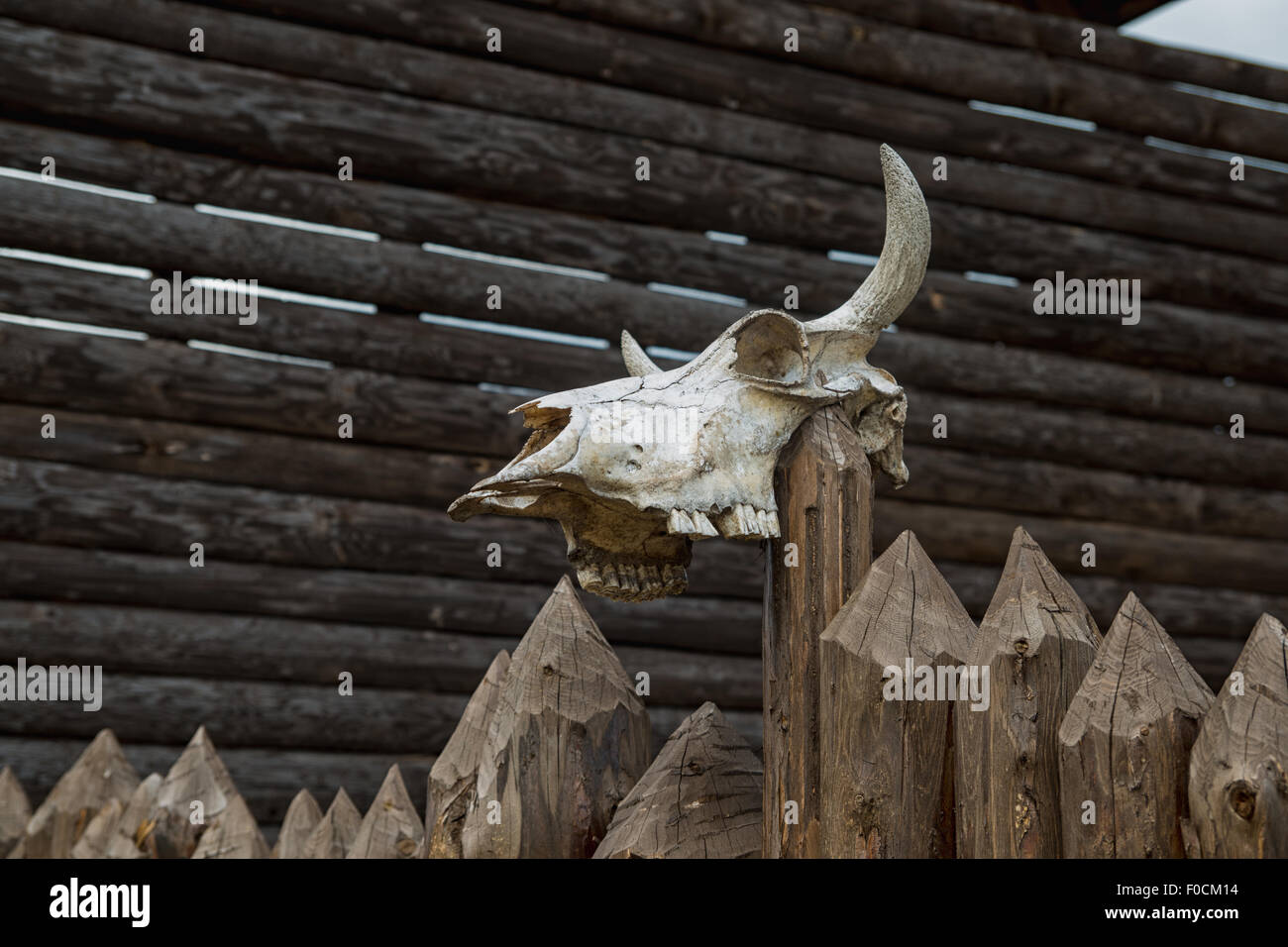 Dead bull hi-res stock photography and images - Alamy