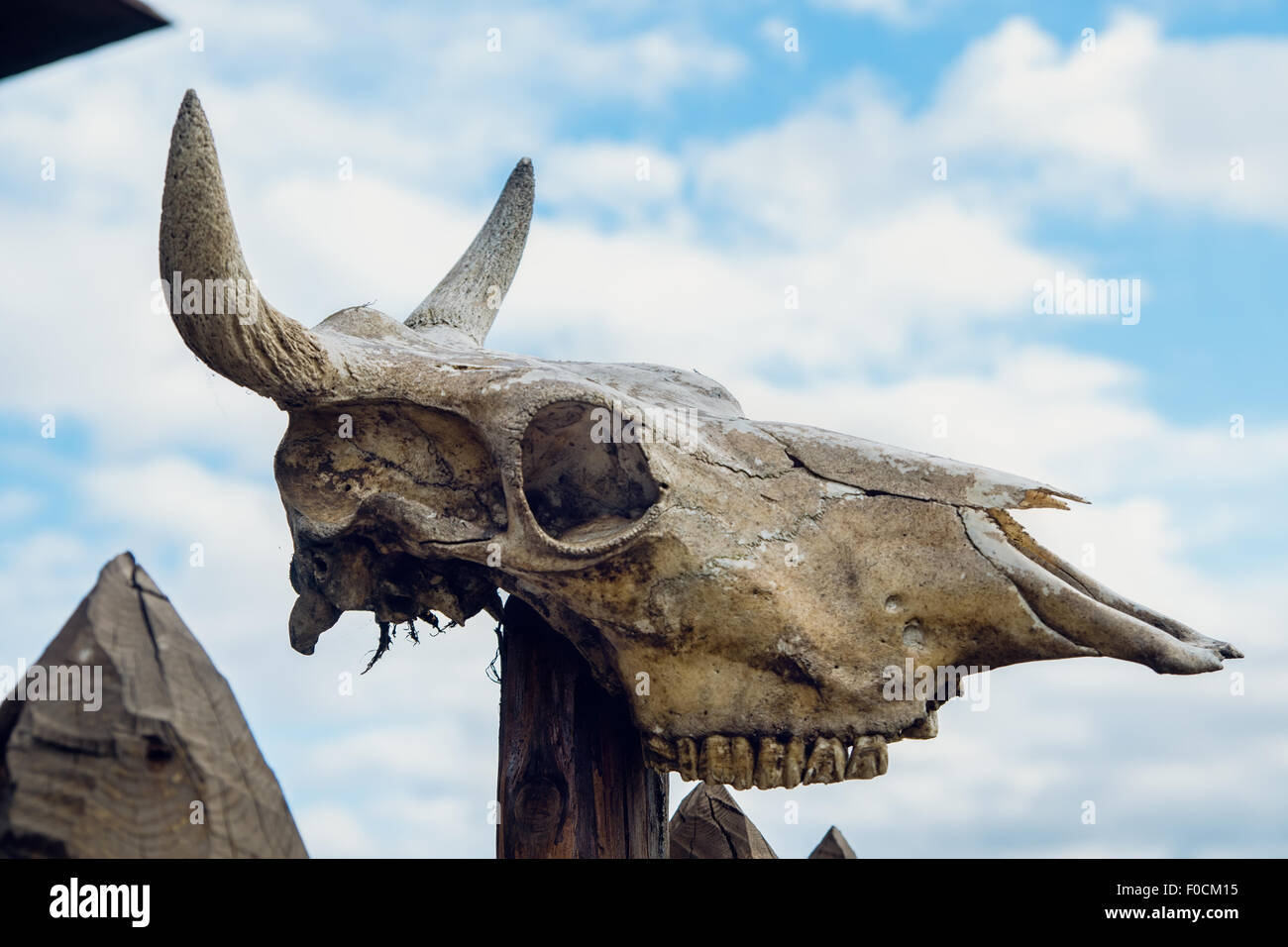 Dead bull hi-res stock photography and images - Alamy