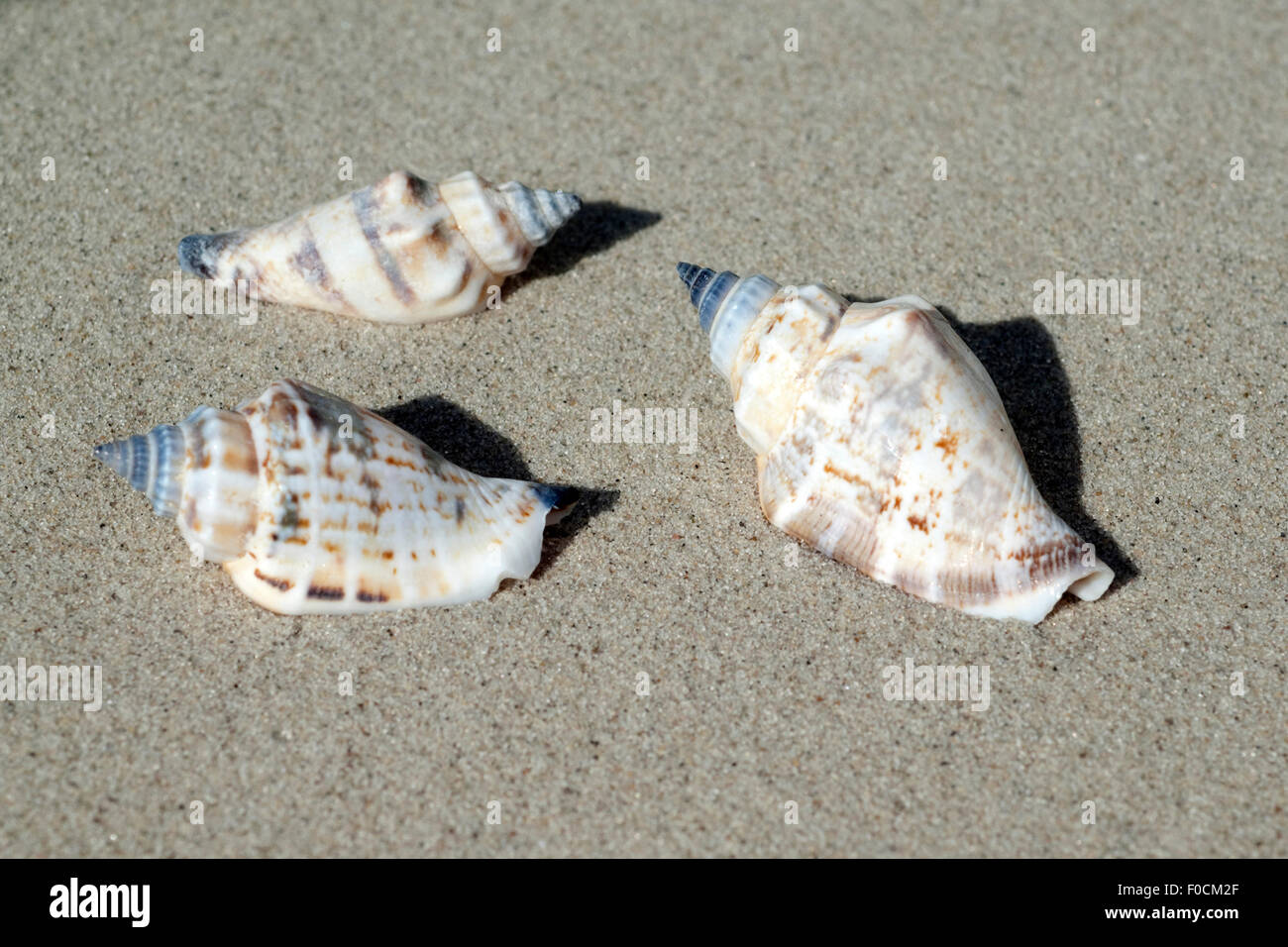 Astraea snail hi-res stock photography and images - Alamy