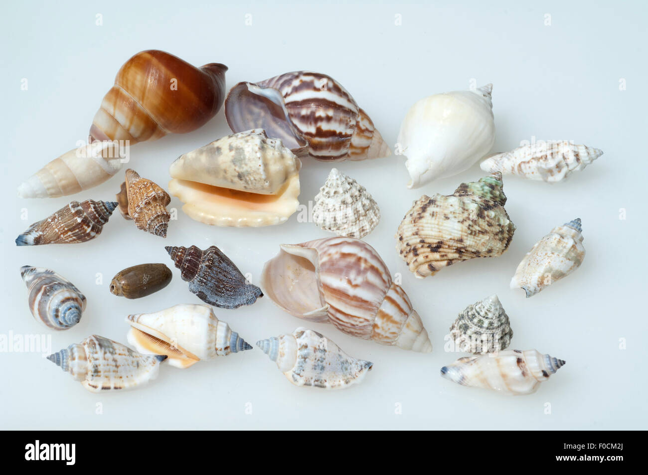 Marine Snails Identification