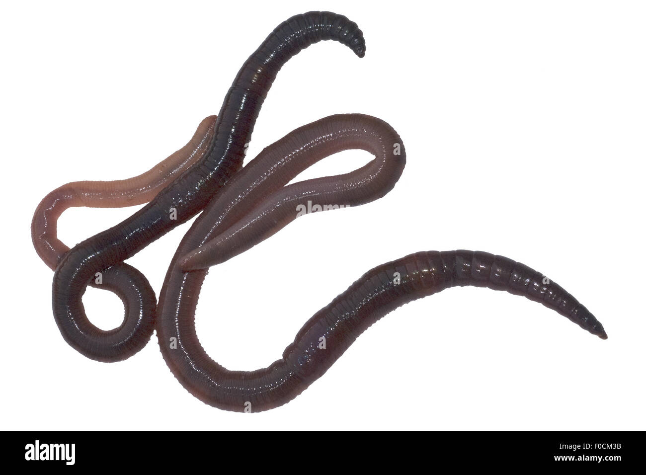 Lumbricus hi-res stock photography and images - Alamy