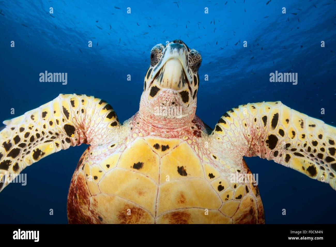 Turtle face hi-res stock photography and images - Alamy