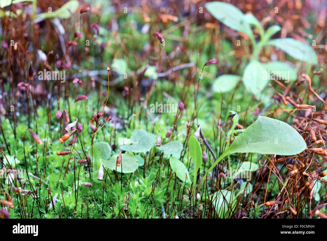Small green plants hi-res stock photography and images - Alamy