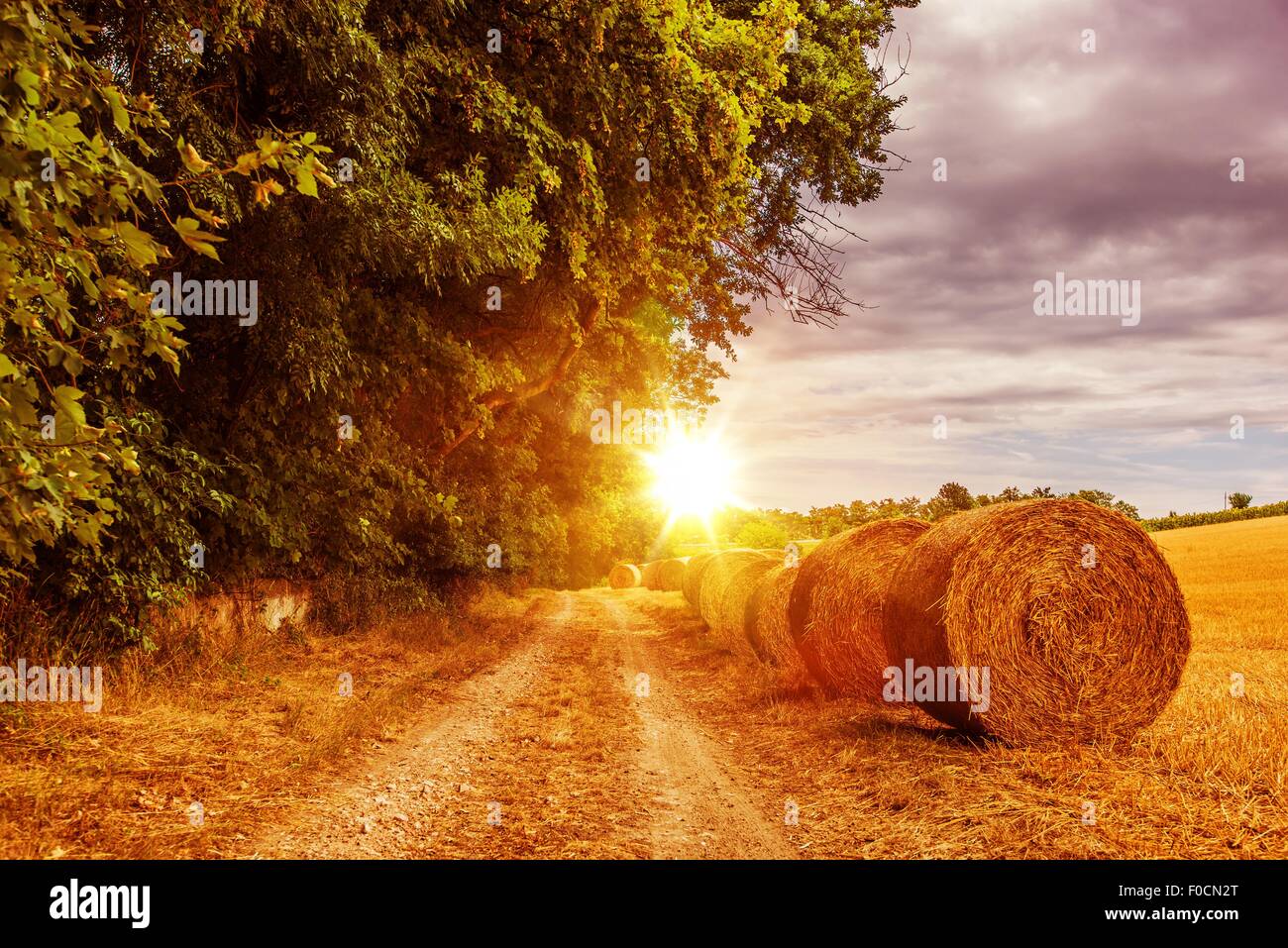 Sunset in countryside trees hi-res stock photography and images - Alamy
