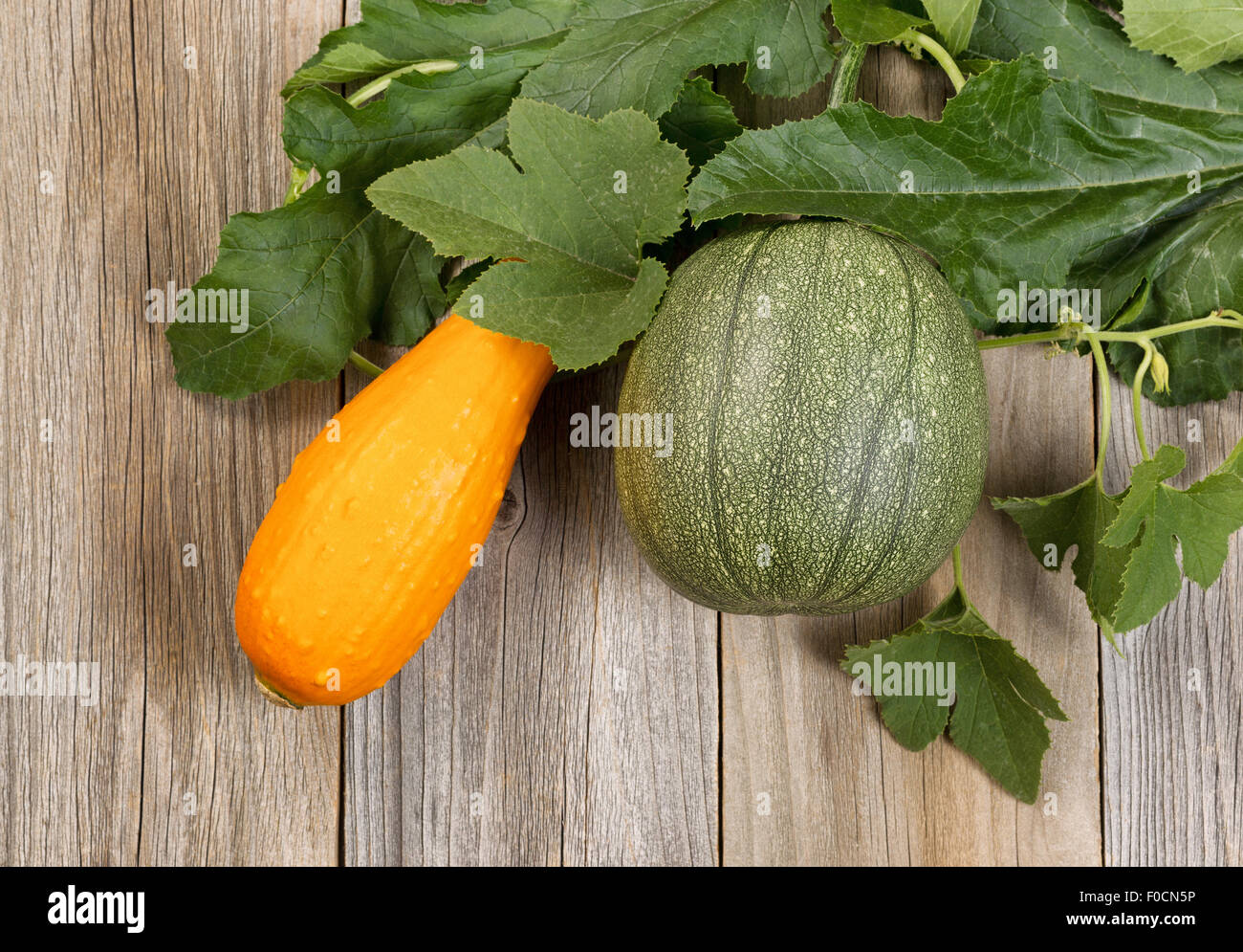 Green round zucchini and yellow squash with plant leafs on rustic wood ...