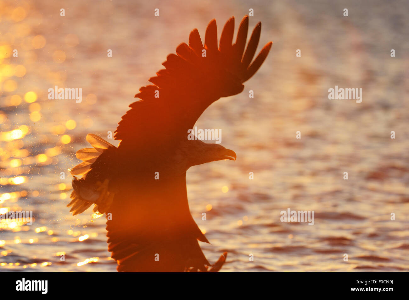 White tailed sea eagle (Haliaeetus albicilla) in flight over water ...