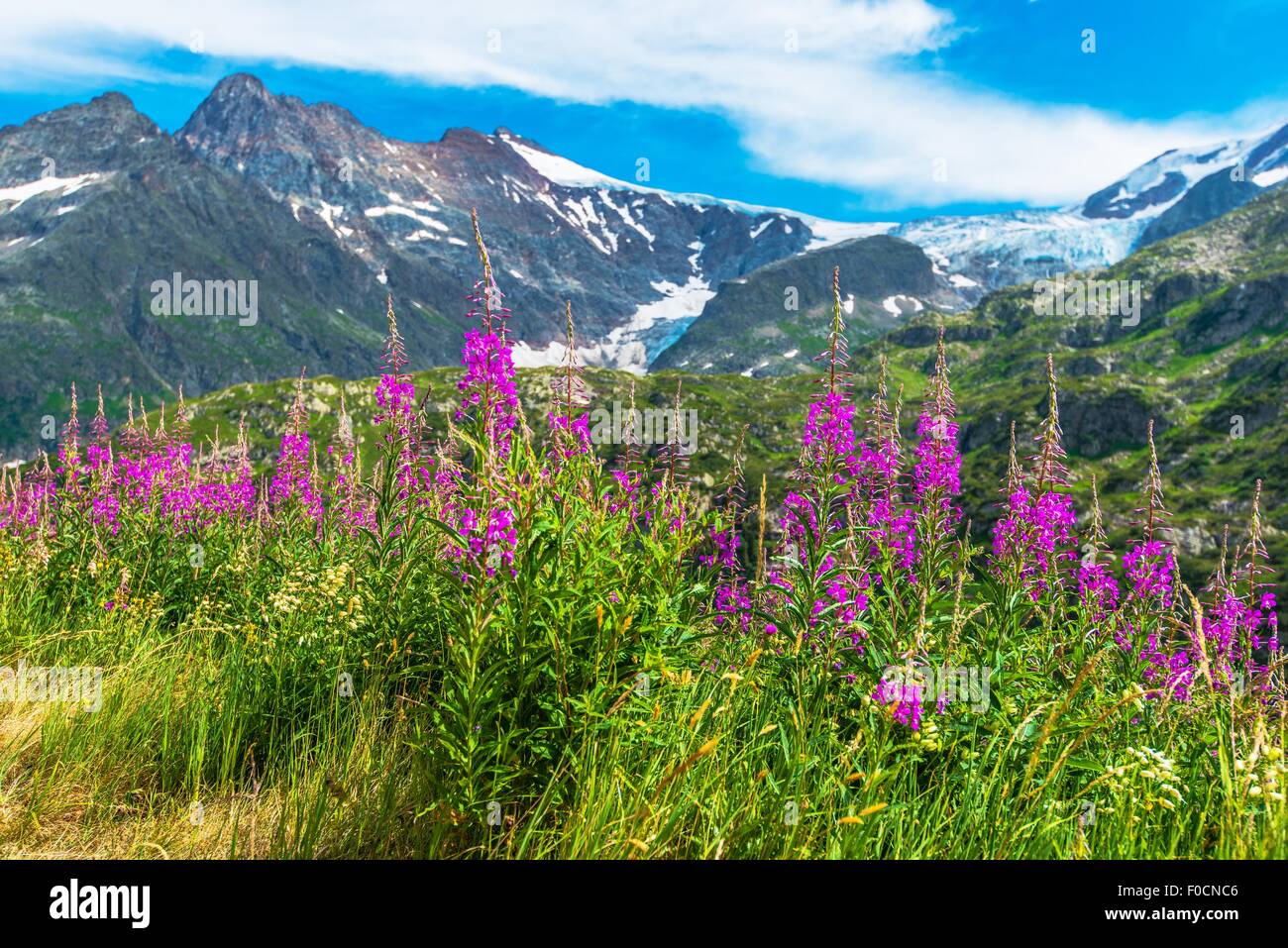 Alpine Wildflowers Scenery. Swiss Alps Landscape. Switzerland, Europe ...