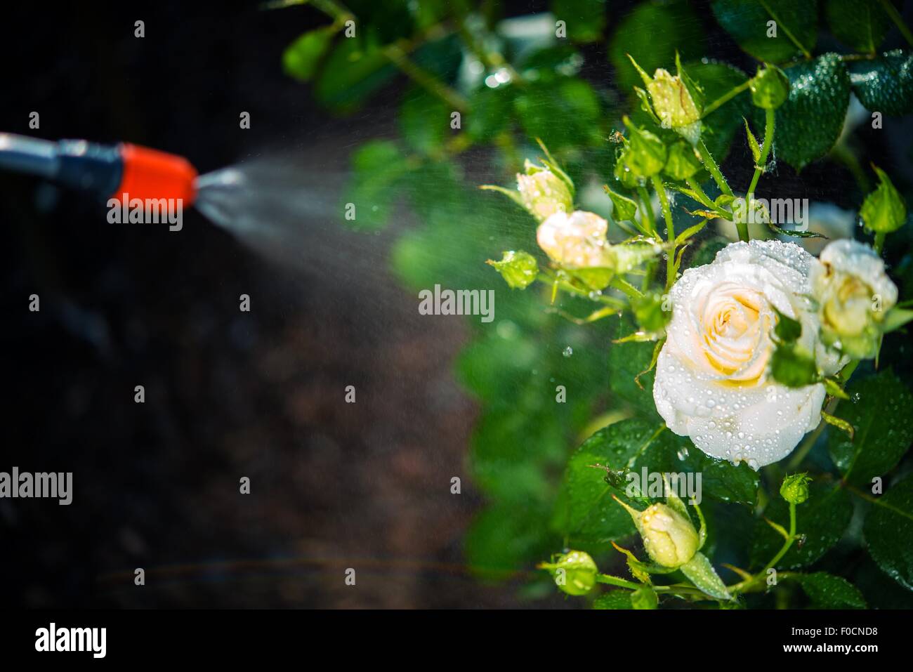 Flowers Pest Control Spraying. Spraying White Roses Stock Photo - Alamy
