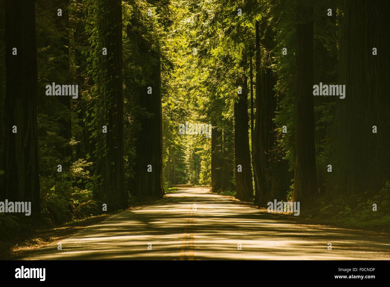 Giant Redwood Trees Road. Redwood Highway in California, United States ...