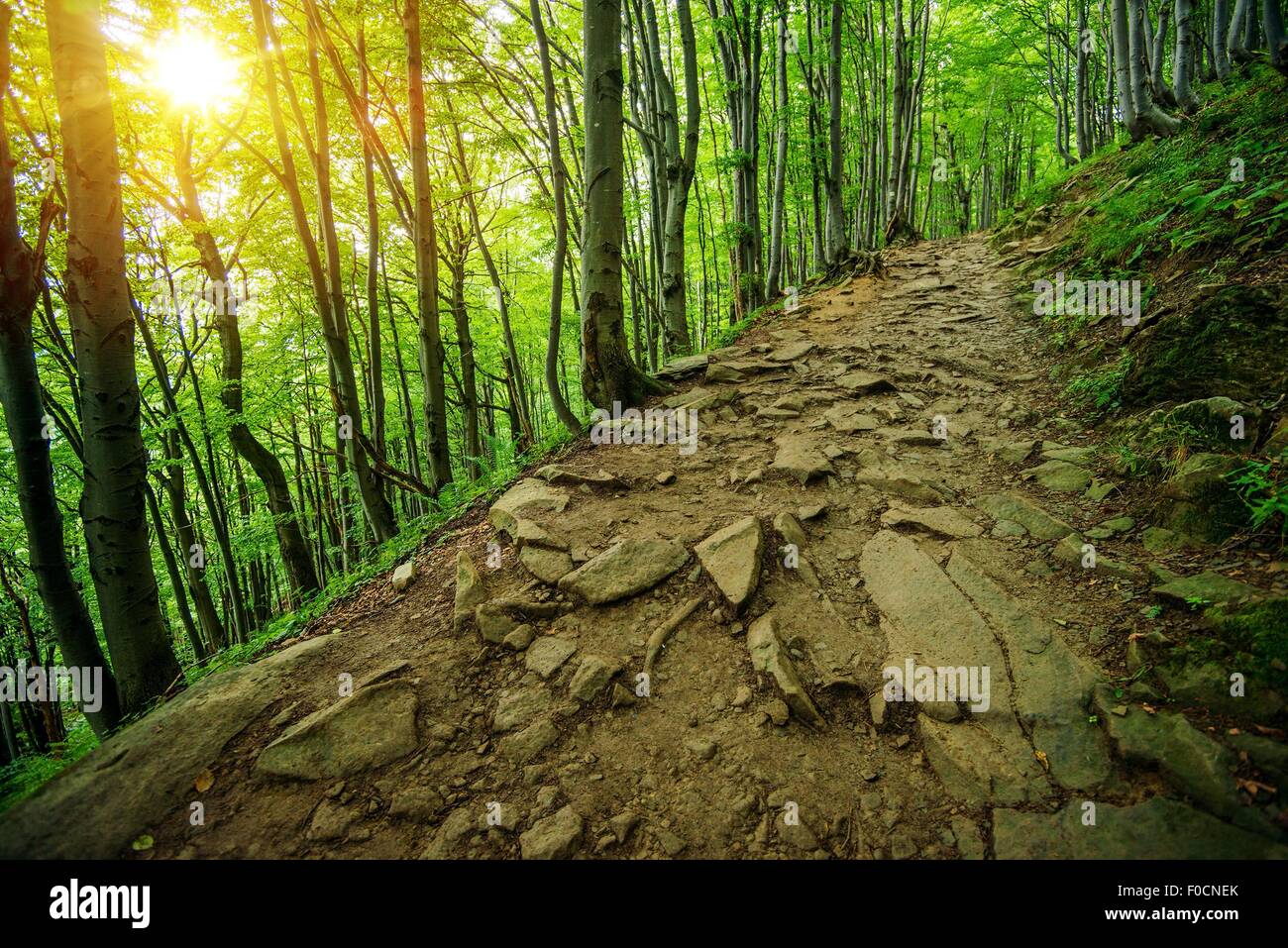 Rocky Forest Trail Path in Polish Bieszczady Region in Southern Poland ...