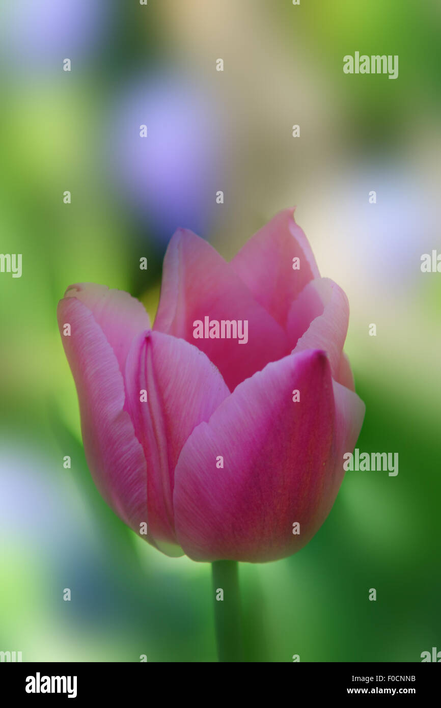 Flower at sun and flower in photo studio, sun light, artificial light ...