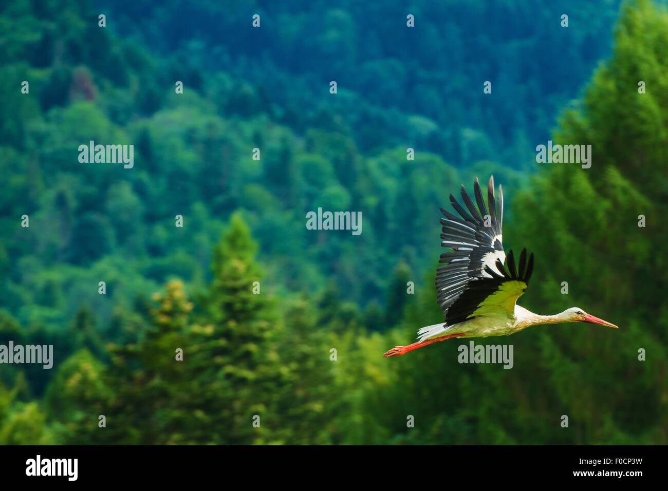 European White Stork in Flight. Poland, Europe Stock Photo - Alamy