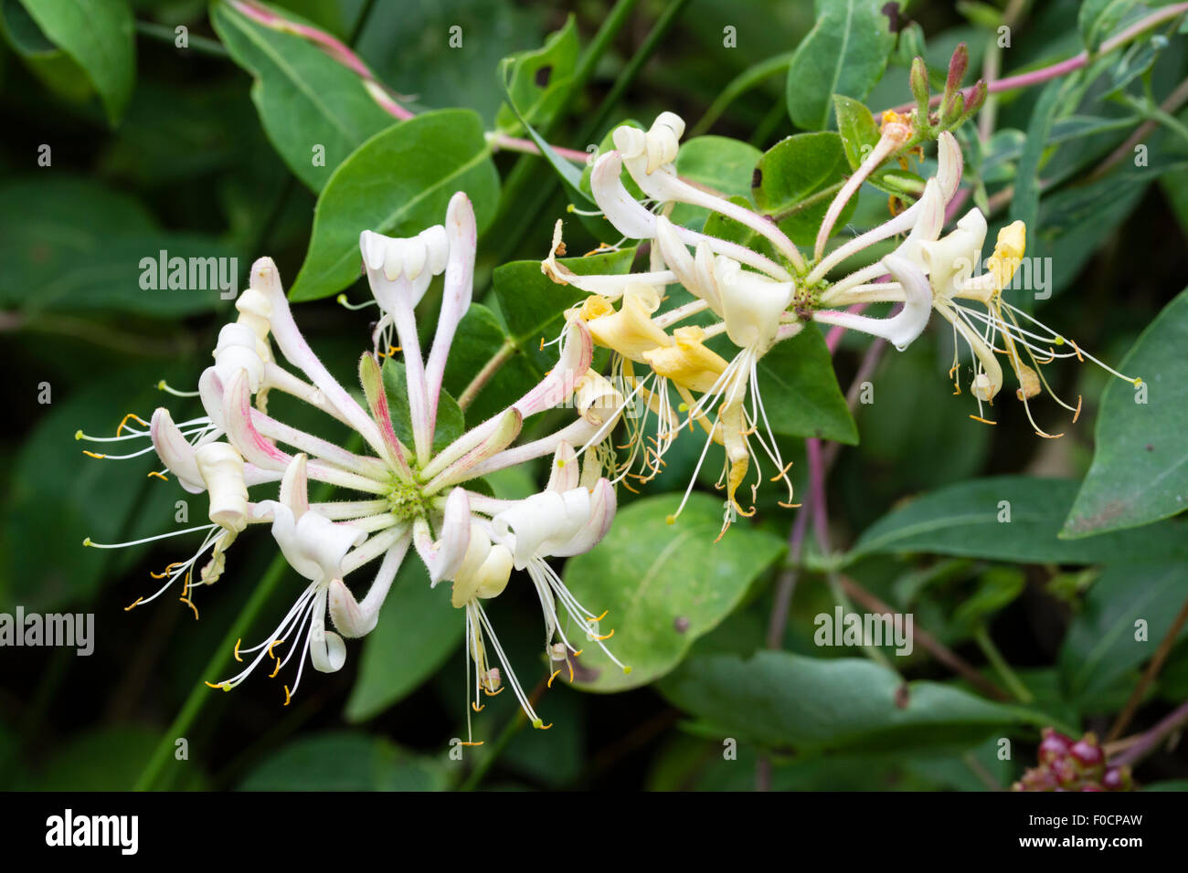 Flower heads of the UK native honeysuckle, Lonicera periclymenum Stock ...