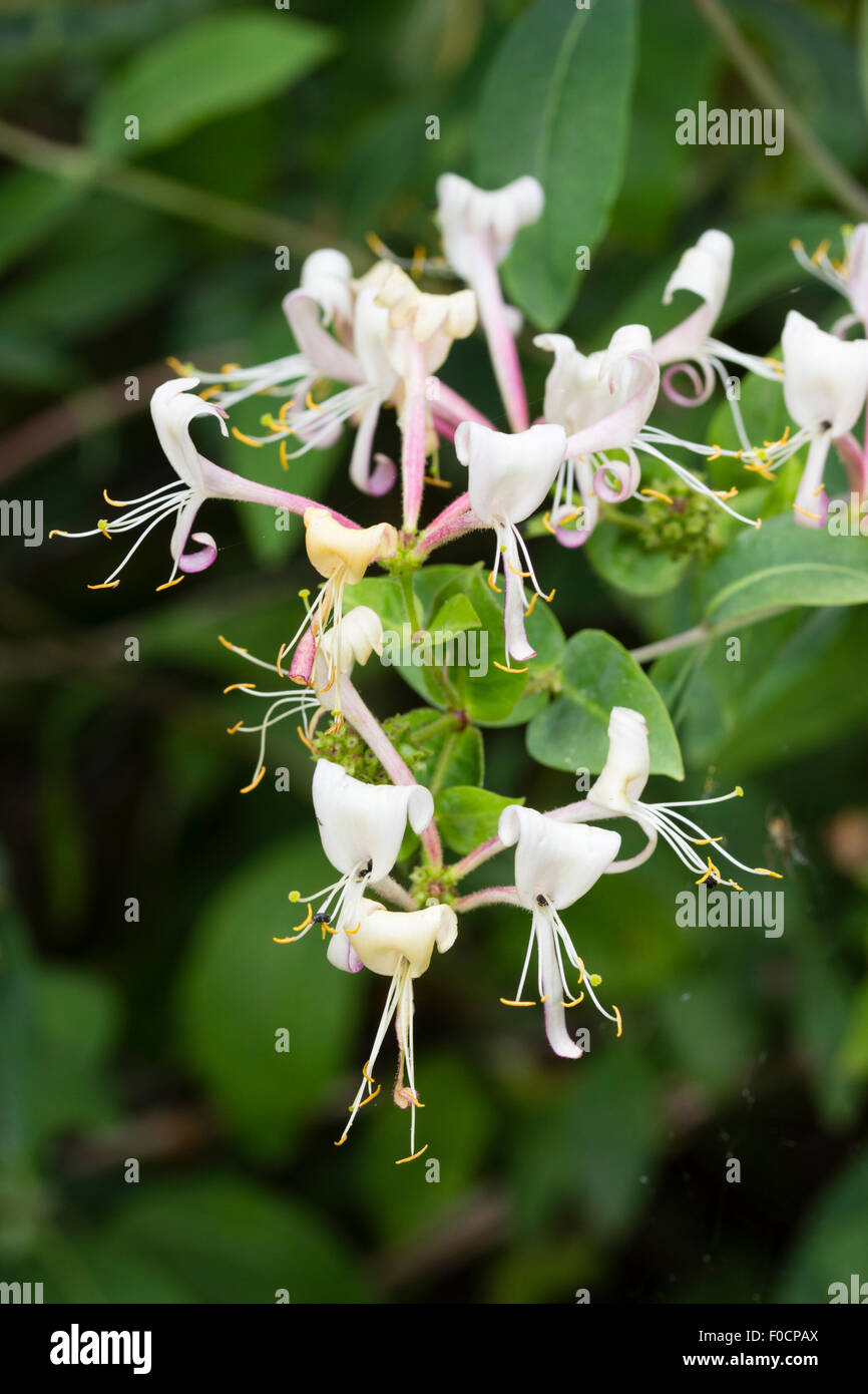 Native twining flower hi-res stock photography and images - Alamy