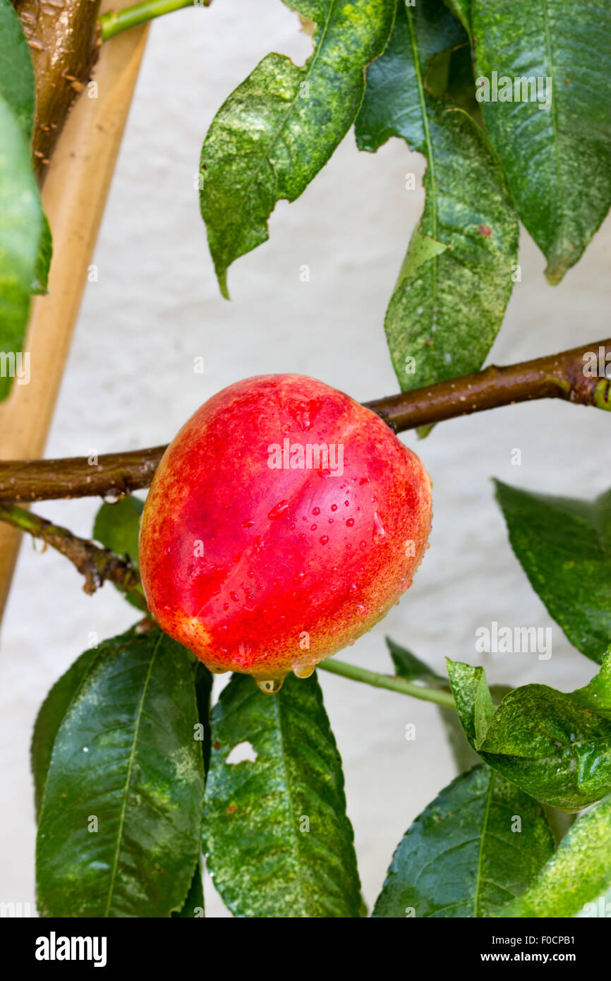 Single ripe fruit of a wall trained nectarine, Prunus persica var ...