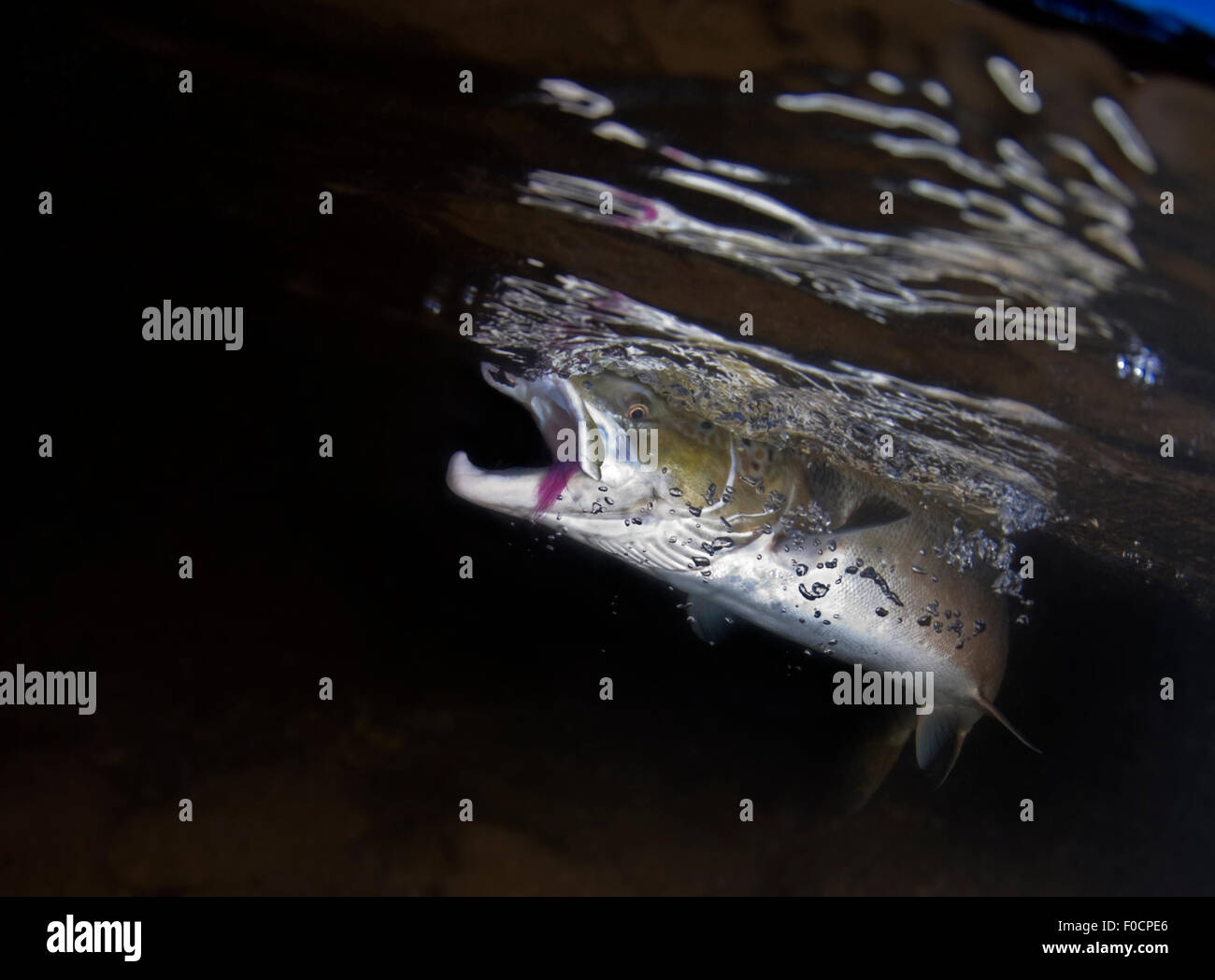 Atlantic salmon (Salmo salar) just below the water surface, Orkla River ...