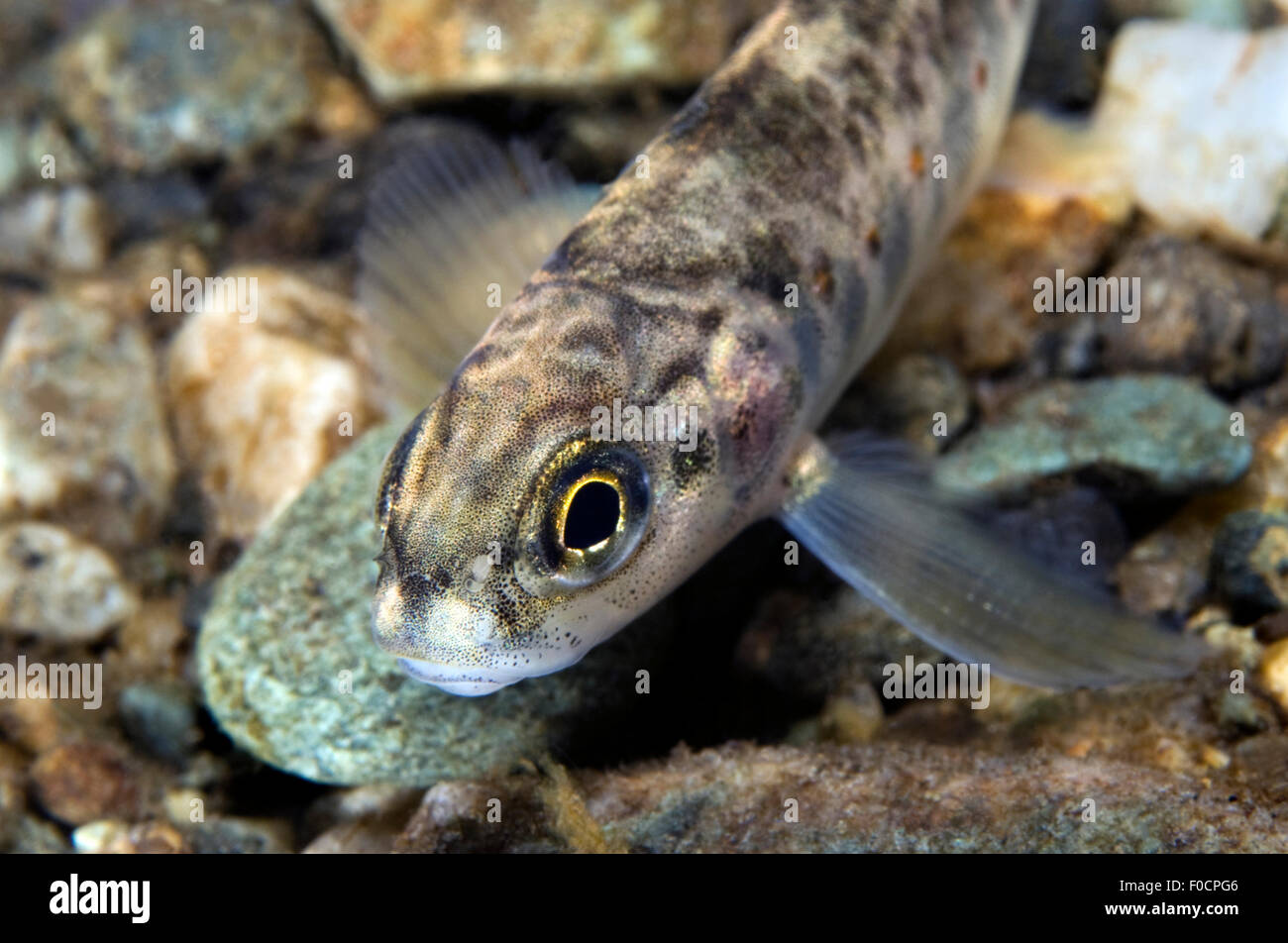 Atlantic Salmon Fry