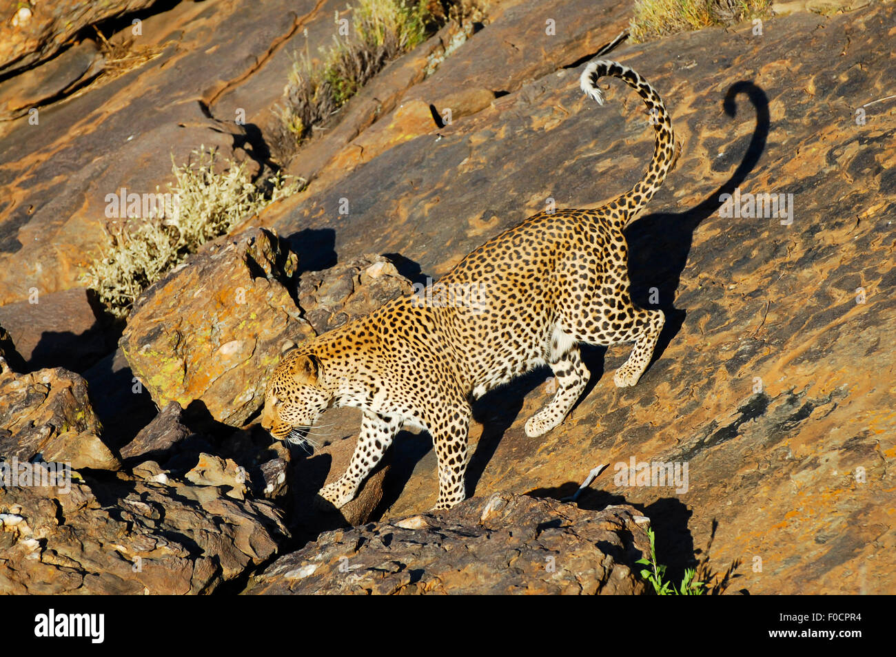 Killer leopard hi-res stock photography and images - Alamy