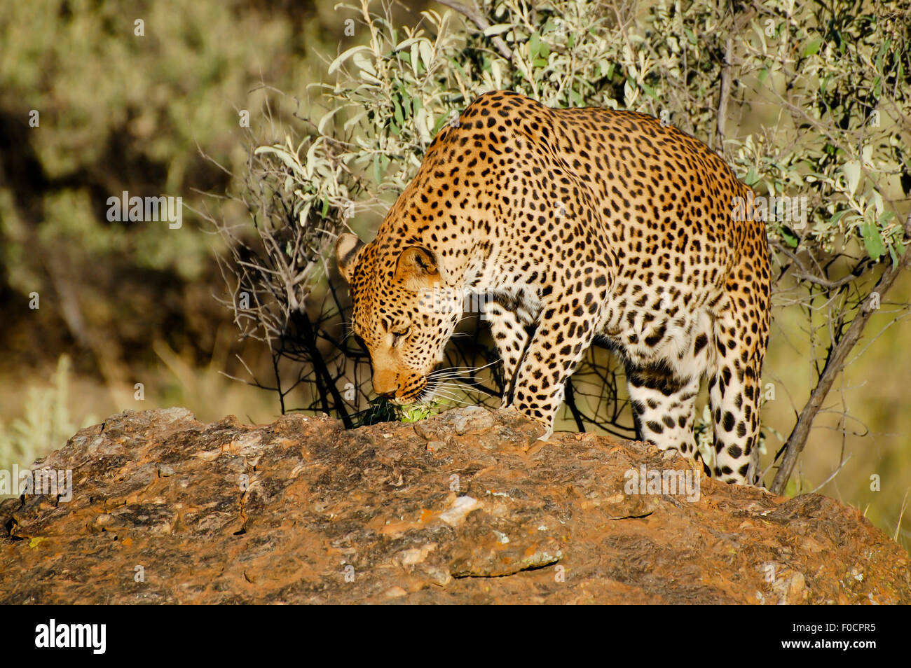 Leopard in the Wild - Namibia Stock Photo - Alamy
