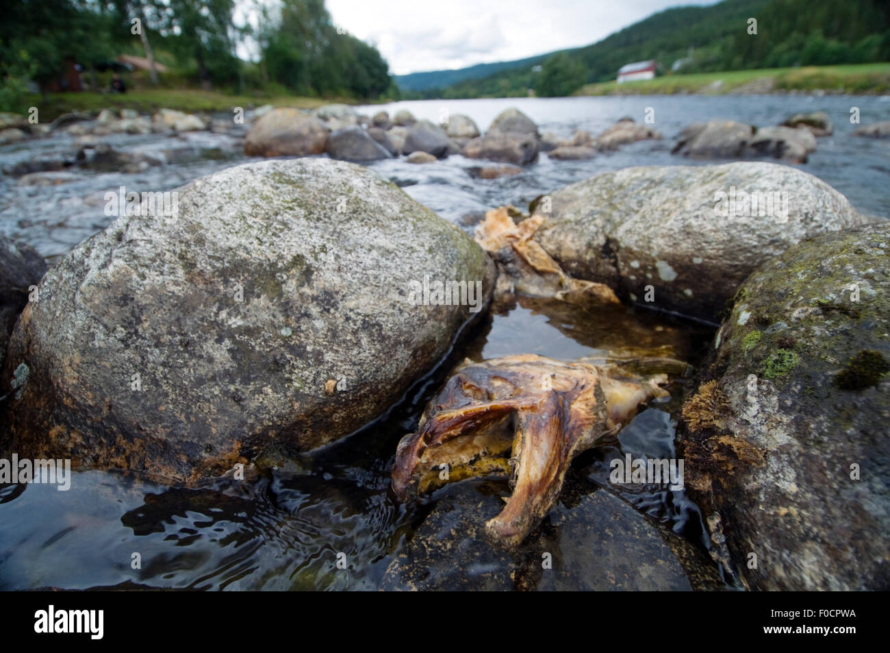 Dead Atlantic salmon (Salmo salar) River Orkla, Norway, Orkla River ...