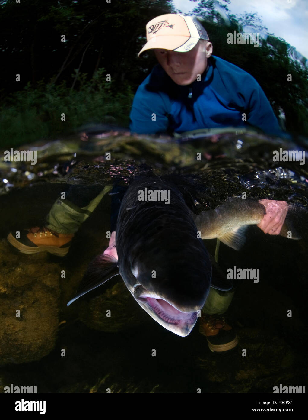 Salmo salar fishing hi-res stock photography and images - Alamy